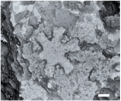 Miocene Petit-Spot Basanitic Volcanoes on Cretaceous Alba Guyot ...