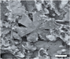 Miocene Petit-Spot Basanitic Volcanoes on Cretaceous Alba Guyot ...