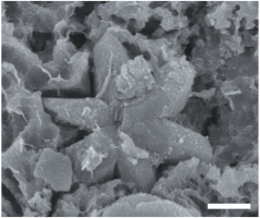 Miocene Petit-Spot Basanitic Volcanoes on Cretaceous Alba Guyot ...