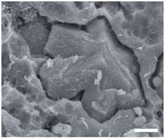 Miocene Petit-Spot Basanitic Volcanoes on Cretaceous Alba Guyot ...