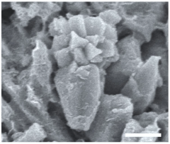 Miocene Petit-Spot Basanitic Volcanoes on Cretaceous Alba Guyot ...