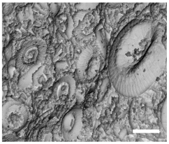 Miocene Petit-Spot Basanitic Volcanoes on Cretaceous Alba Guyot ...
