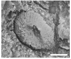 Miocene Petit-Spot Basanitic Volcanoes on Cretaceous Alba Guyot ...