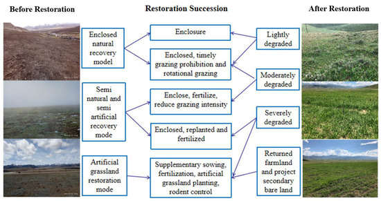 Alpine Grassland Degradation and Its Restoration in the Qinghai–Tibet ...