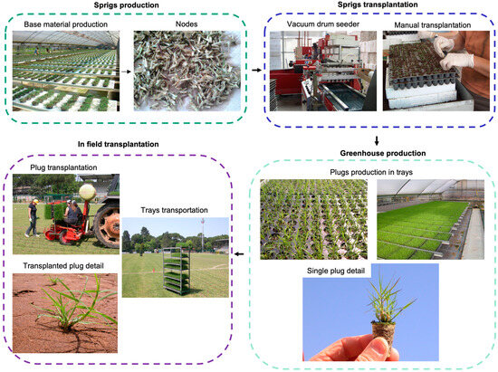 A New Method for Hybrid Bermuda Grass (Cynodon dactylon × C ...