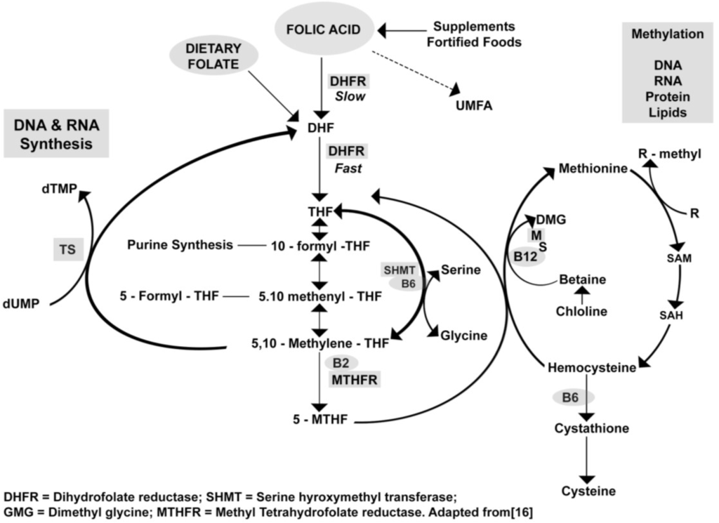 The Relationship between Folic Acid and Risk of Autism Spectrum Disorders