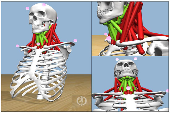 Real-Time Tracking of Human Neck Postures and Movements