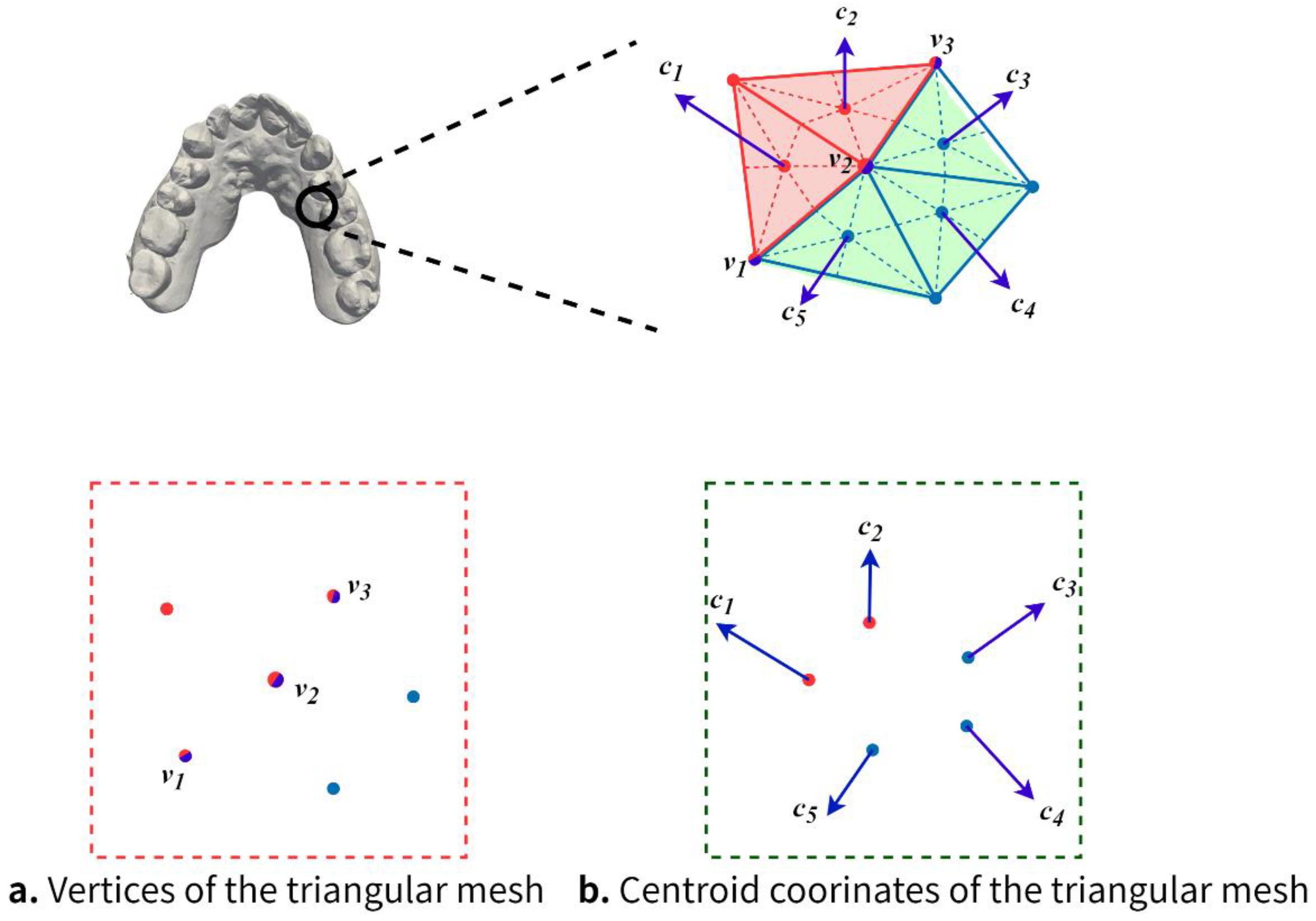 A Tooth Segmentation Method Based on Multiple Geometric Feature Learning
