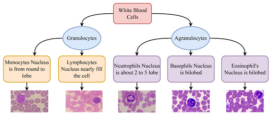 White Blood Cell Classification Using Texture and RGB Features of ...