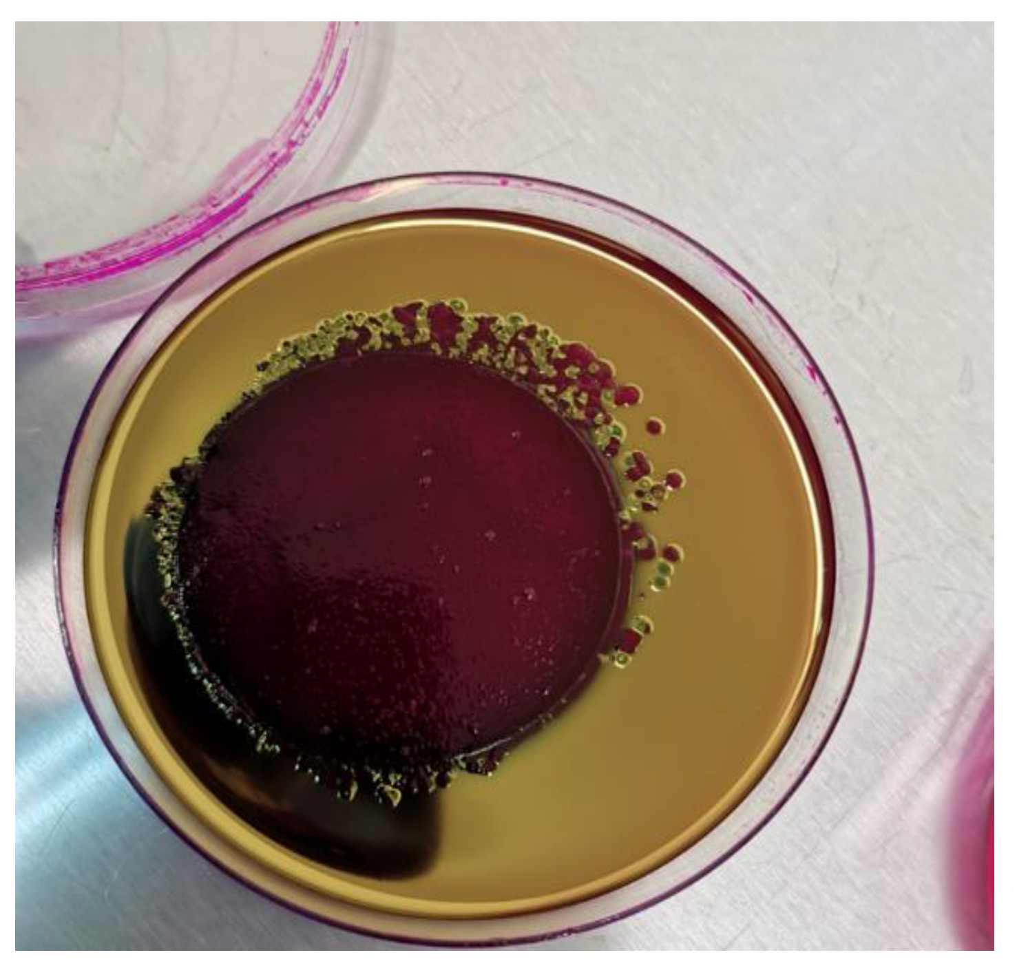Healthcare Free Full Text Isolation And Identification Of Coliform