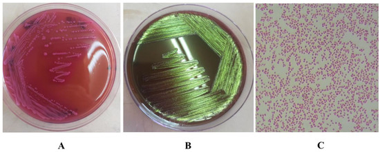 Isolation and Identification of Coliform Bacteria and Multidrug ...