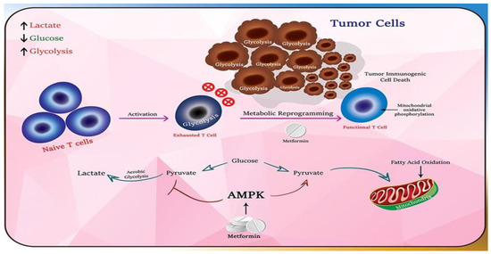 Metformin Therapy and Breast Cancer Incidence in the Ha’il Region