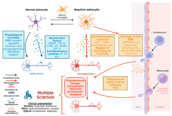 The Diversity of Astrocyte Activation during Multiple Sclerosis ...