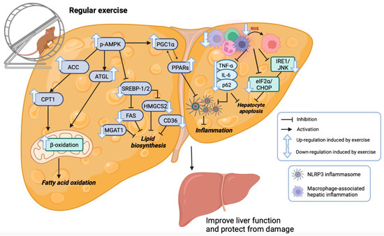 Physical Activity Protocols in Non-Alcoholic Fatty Liver Disease ...