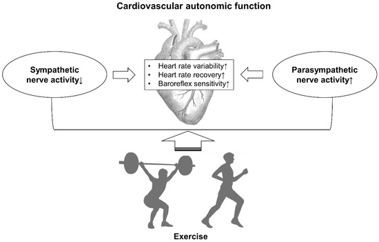 Healthcare | Free Full-Text | The Effect of Exercise on Cardiovascular Autonomic Nervous ...