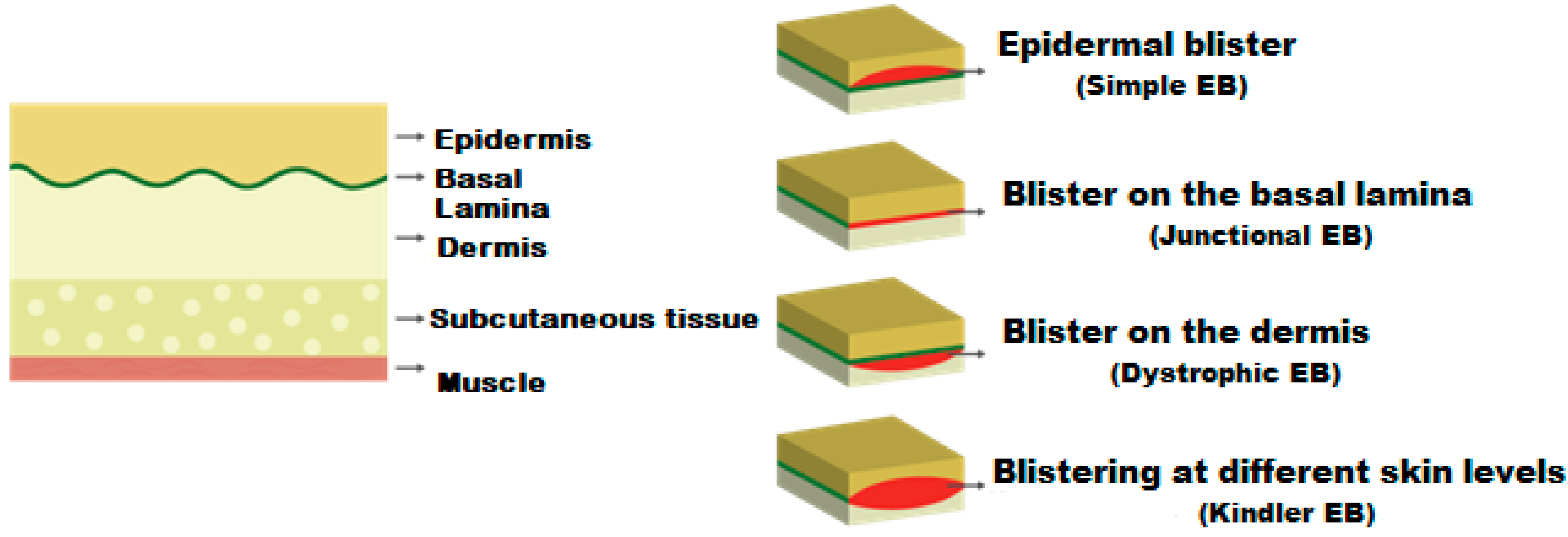 Healthcare | Free Full-Text | Management of Skin Lesions in Patients ...
