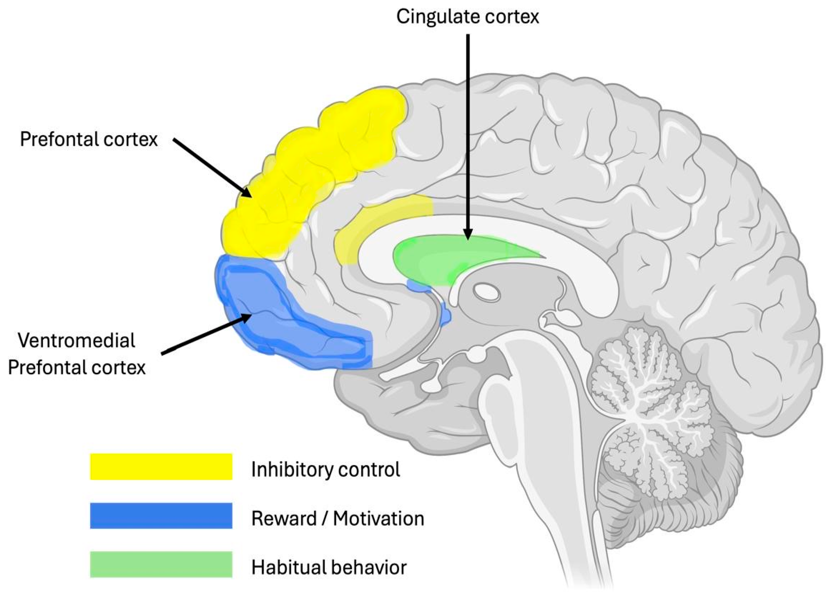 Binge Eating Disorder and Metabolic Syndrome: Shared Mechanisms and ...