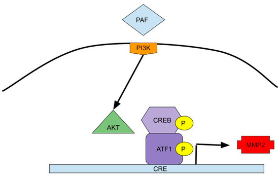 PAF Physiology in Target Organ Systems—A Deep Dive to Understand the ...