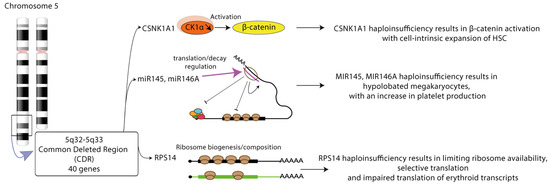 Pathophysiology of Myelodysplastic Syndromes