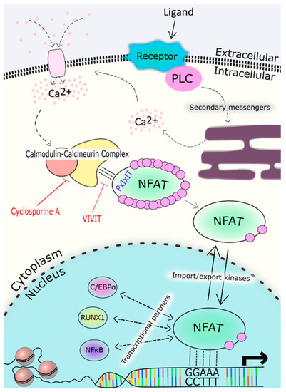 Transcriptional Regulation by the NFAT Family in Acute Myeloid Leukaemia