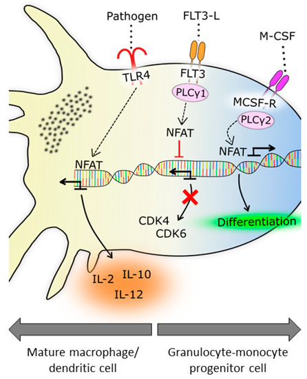 Transcriptional Regulation by the NFAT Family in Acute Myeloid Leukaemia