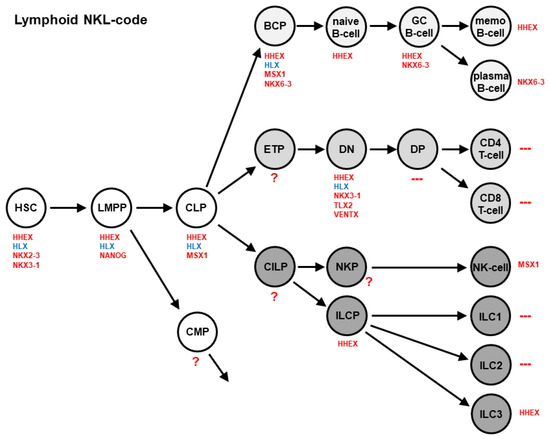 The NKL- and TALE-Codes Represent Hematopoietic Gene Signatures to ...