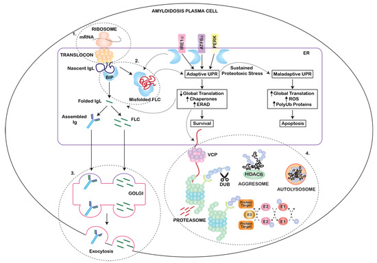 Hemato | An Open Access Journal from MDPI