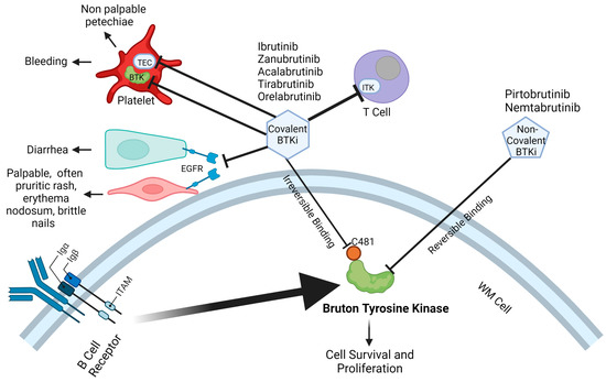 BTK Inhibitors and Other Targeted Therapies in Waldenström ...