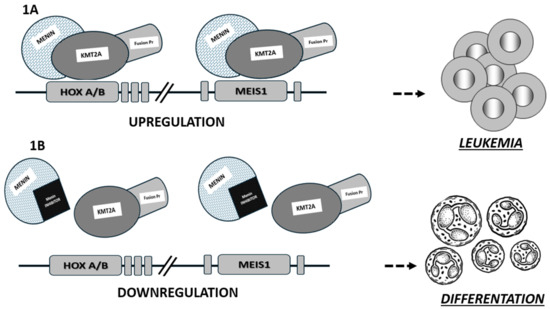 Hematology Reports | Free Full-Text | A 2024 Update on Menin Inhibitors ...