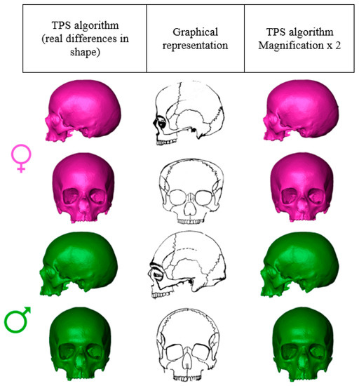 Enhancement and Communication of Ancient Human Remains through VR: The ...