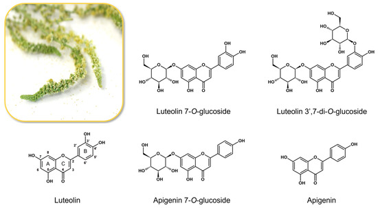 Yellow Dyes of Historical Importance: A Handful of Weld Yellows from ...