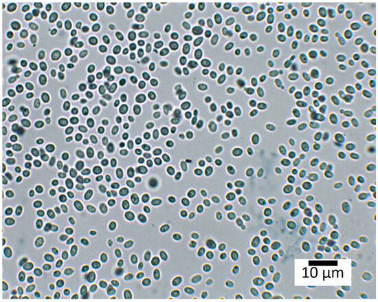 Predicted Dynamic of Biodeterioration in Cultural Heritage Stones Due ...