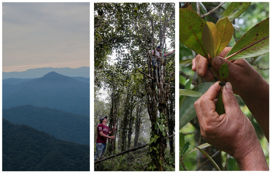 Beyond Barniz de Pasto Mopa-Mopa Objects: Artisans and Harvesters in ...