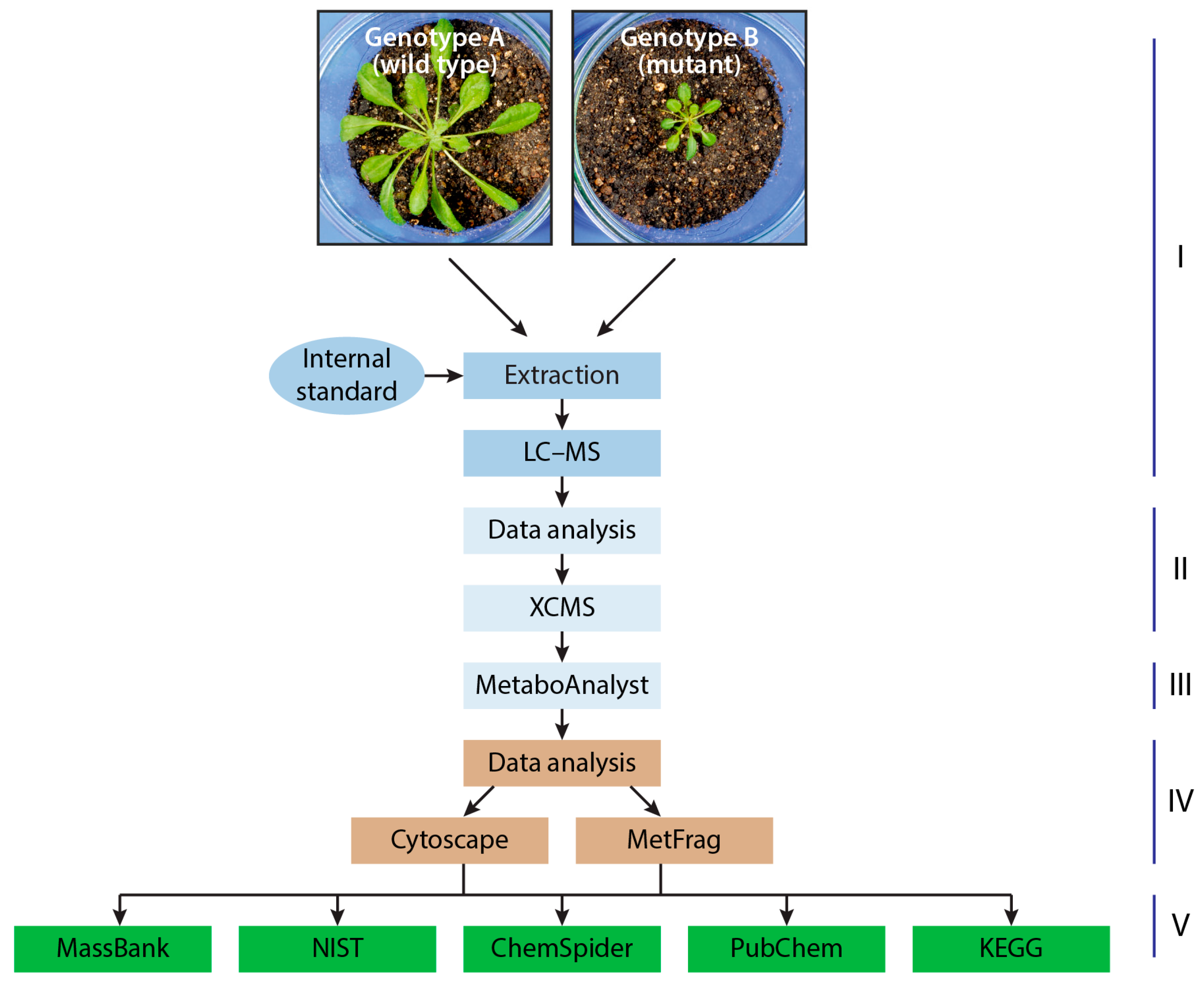 When Transcriptomics and Metabolomics Work Hand in Hand: A Case Study ...