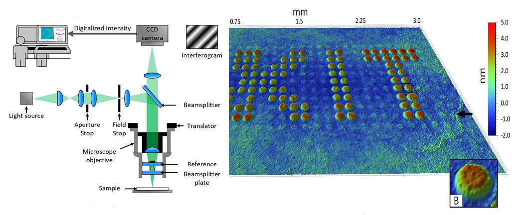 High-Throughput | Free Full-Text | Vertical Scanning Interferometry for Label-Free Detection of ...