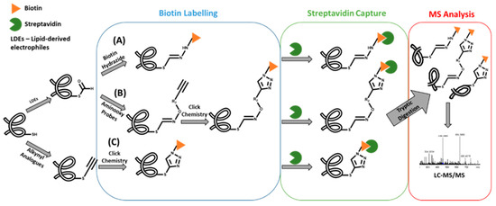Mass Spectrometry-Based Methodologies for Targeted and Untargeted ...