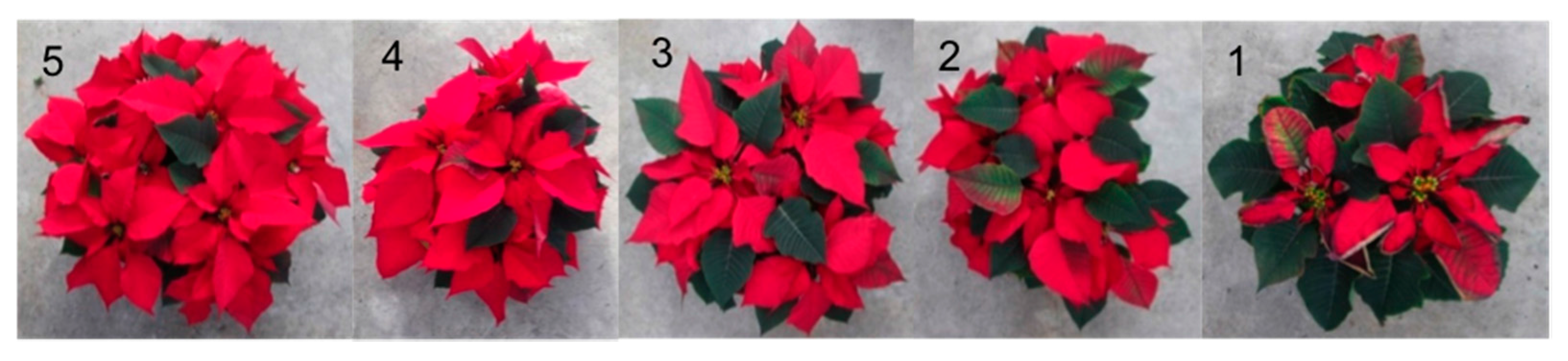 Poinsettia Growth and Development Response to Container Root Substrate ...