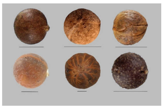 Seed Geometry in the Arecaceae