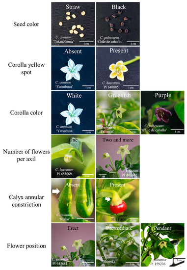 Phylogenetic Analysis and Molecular Diversity of Capsicum Based on rDNA ...