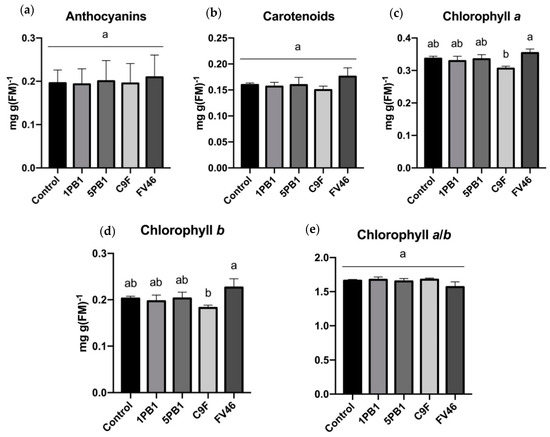 Effect of Bacillus spp. and Brevibacillus sp. on the Photosynthesis and ...