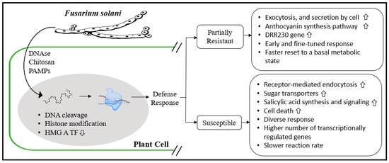 Understanding Root Rot Disease in Agricultural Crops