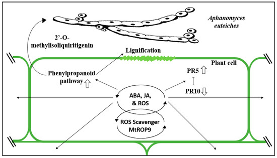Understanding Root Rot Disease in Agricultural Crops