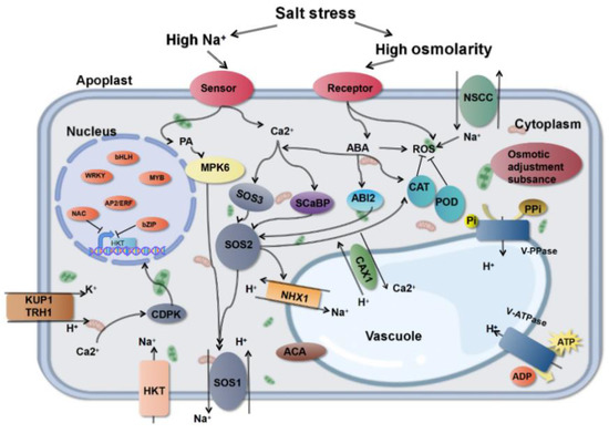 A Review on Plant Responses to Salt Stress and Their Mechanisms of Salt ...