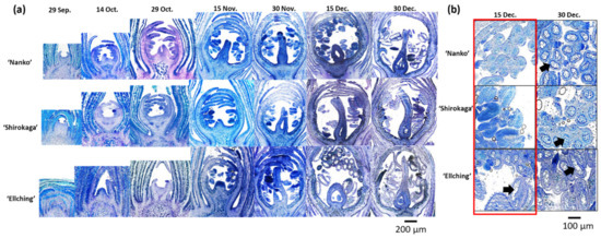 Characterization of Japanese Apricot (Prunus mume) Floral Bud ...