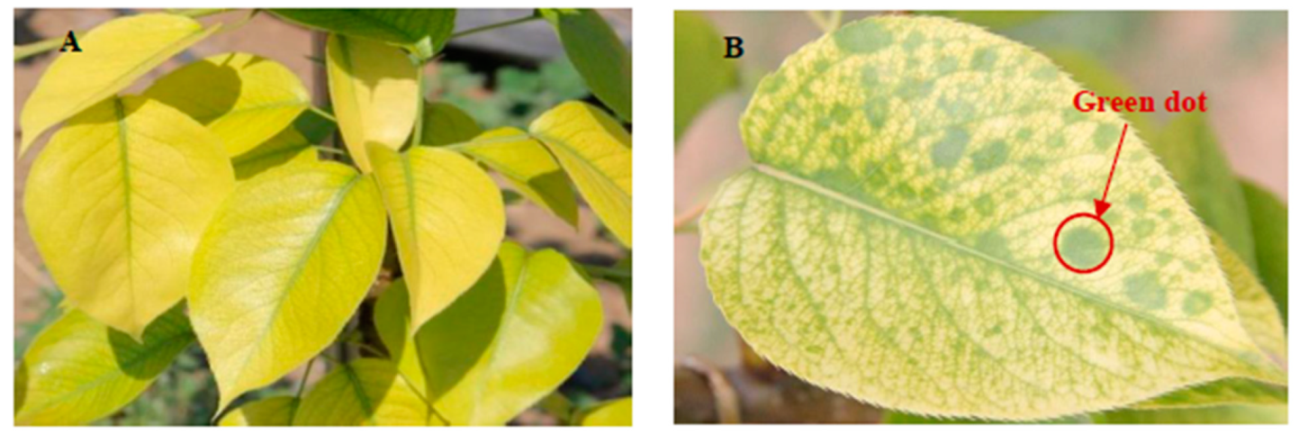 Effects of Soil Aeration and Fertilization Practices on Alleviating ...