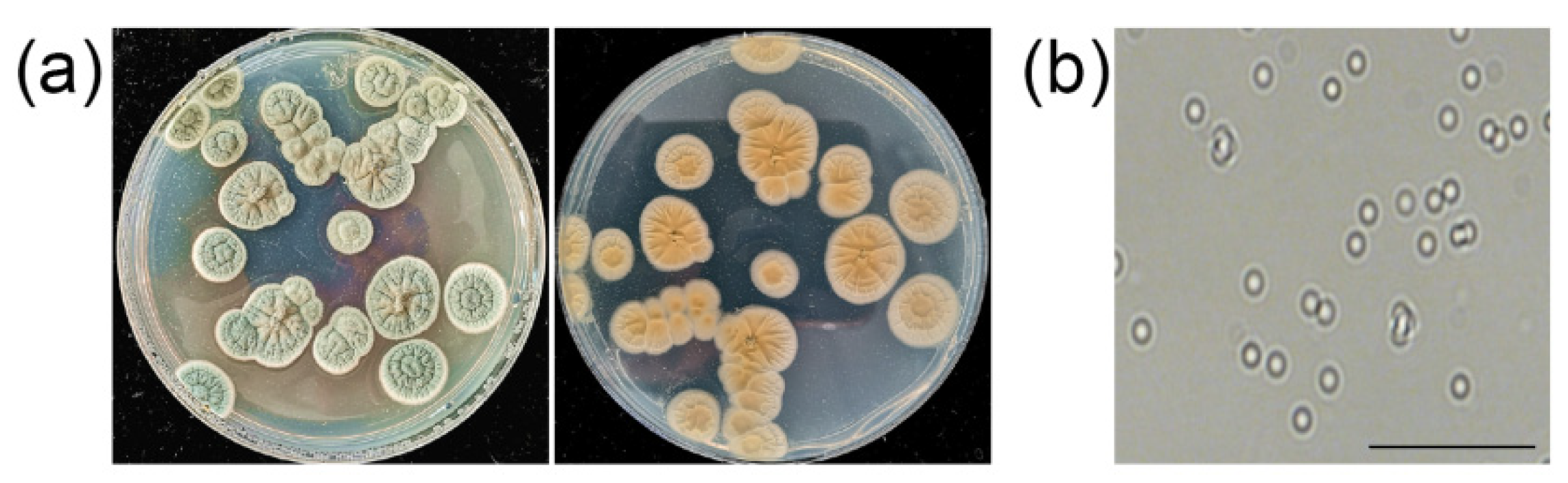 Biological Control of Pear Valsa Canker Caused by Valsa pyri Using ...