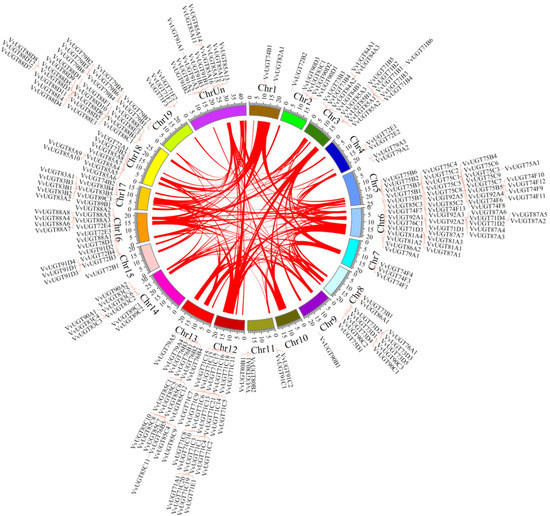 Genome-Wide Analysis and Functional Characterization of the UDP ...