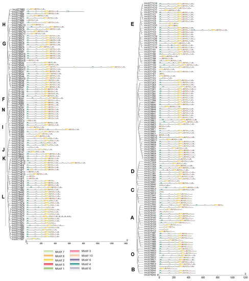Genome-Wide Analysis and Functional Characterization of the UDP ...