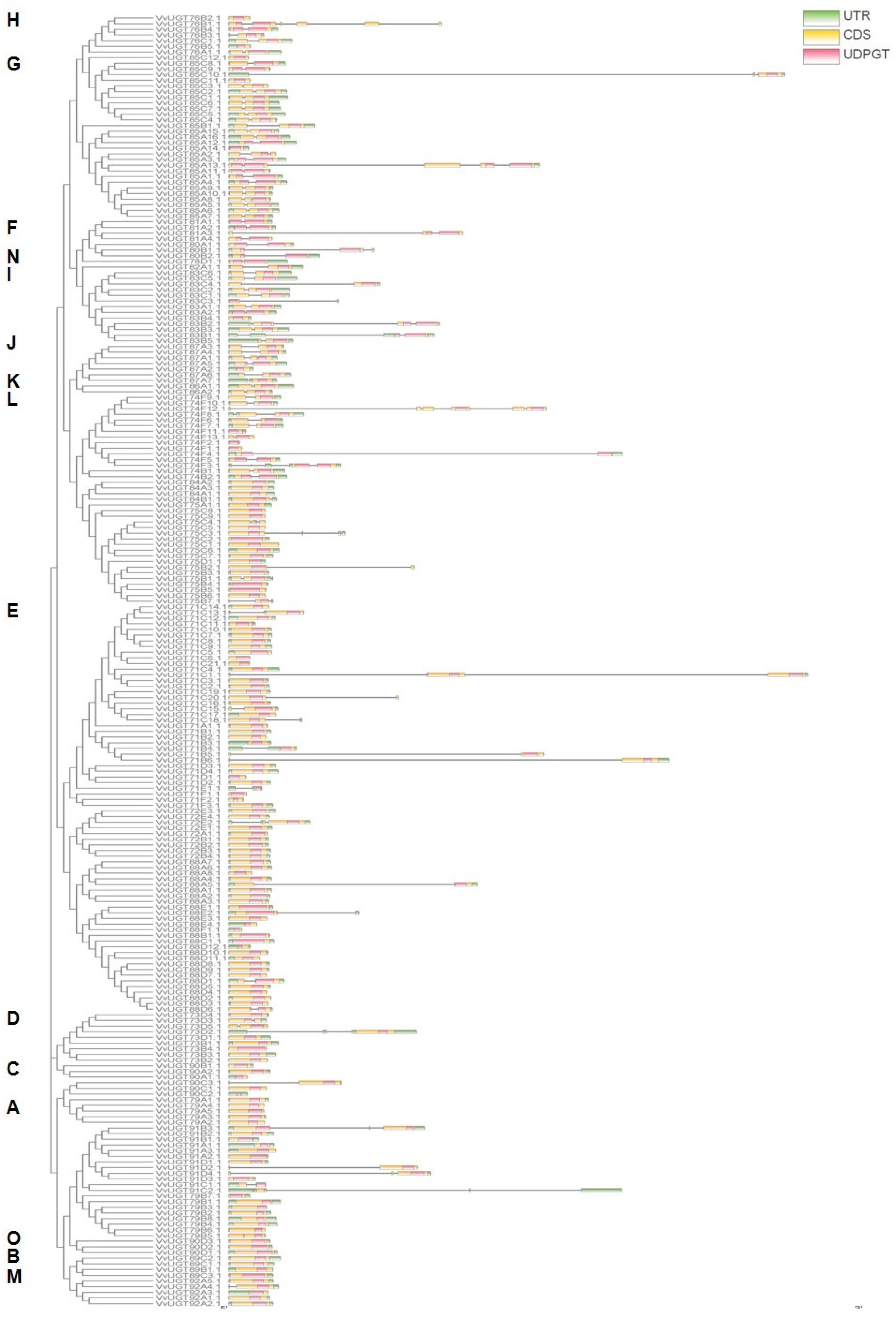 Genome-Wide Analysis and Functional Characterization of the UDP ...