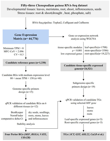 Systematic Identification and Validation of Housekeeping and Tissue ...